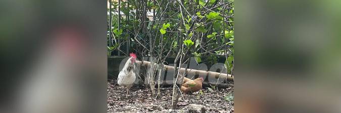 ¿Se quedan o se van? El Gallo Claudio y Doña Gallina tienen enfrentados ...